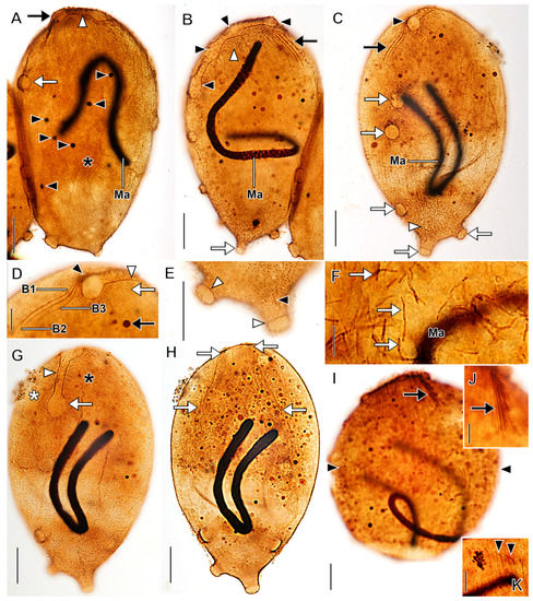 Biology | Free Full-Text | Rediscovery of Remarkably Rare Anaerobic ...