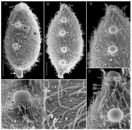 Biology | Free Full-Text | Rediscovery of Remarkably Rare Anaerobic ...