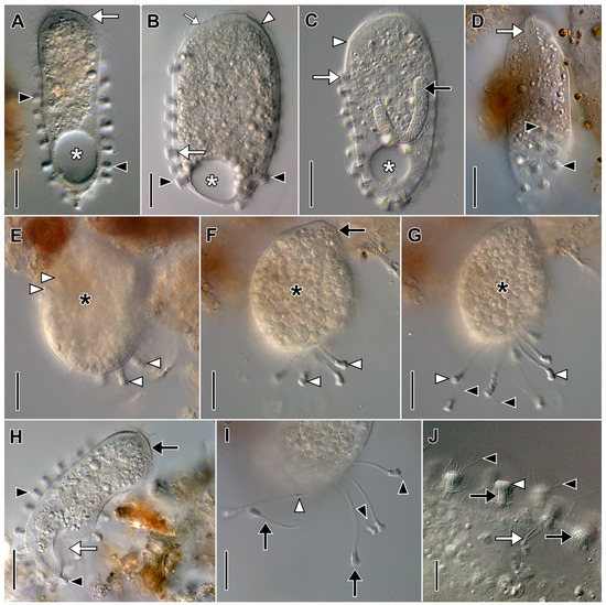 Biology | Free Full-Text | Rediscovery of Remarkably Rare Anaerobic ...