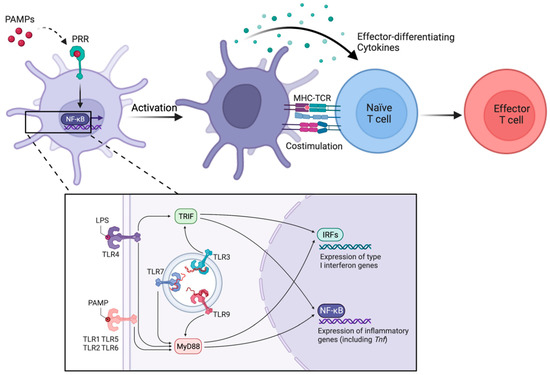 Activation, Amplification, and Ablation as Dynamic Mechanisms of Dendritic Cell Maturation