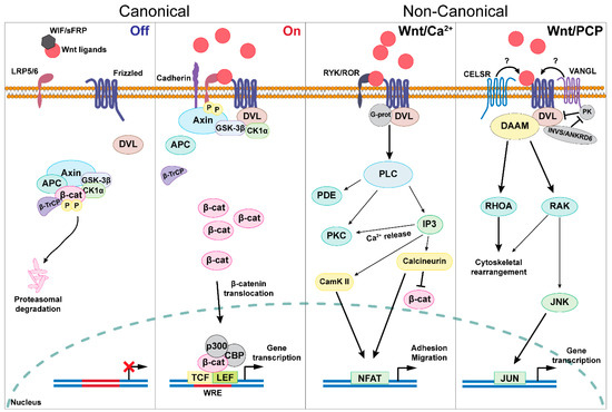 Biology | Free Full-Text | Wnt Signaling in Brain Tumors: A Challenging ...