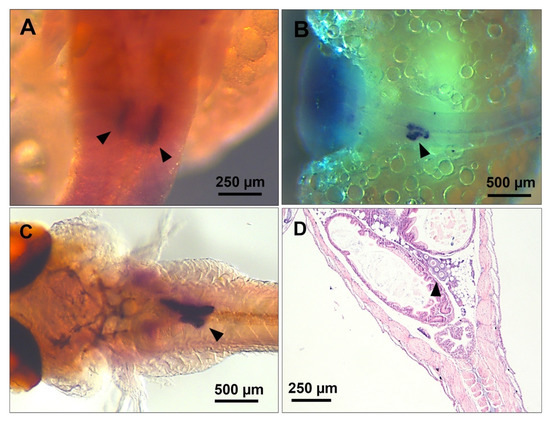 Biology | Free Full-Text | Gonad Ontogeny and Sex Differentiation in a ...