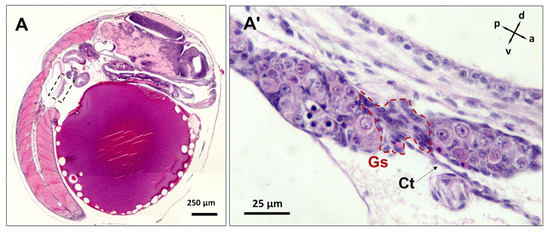 Biology | Free Full-Text | Gonad Ontogeny and Sex Differentiation in a ...