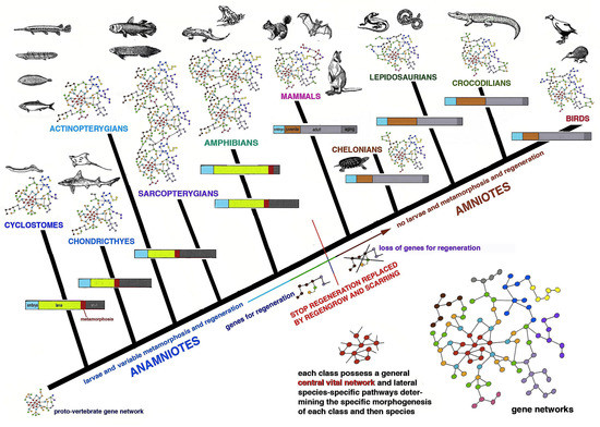 Biology | Free Full-Text | Regeneration or Scarring Derive from ...