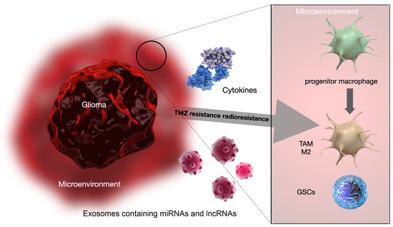 Tumor Microenvironment and Glioblastoma Cell Interplay as Promoters of ...