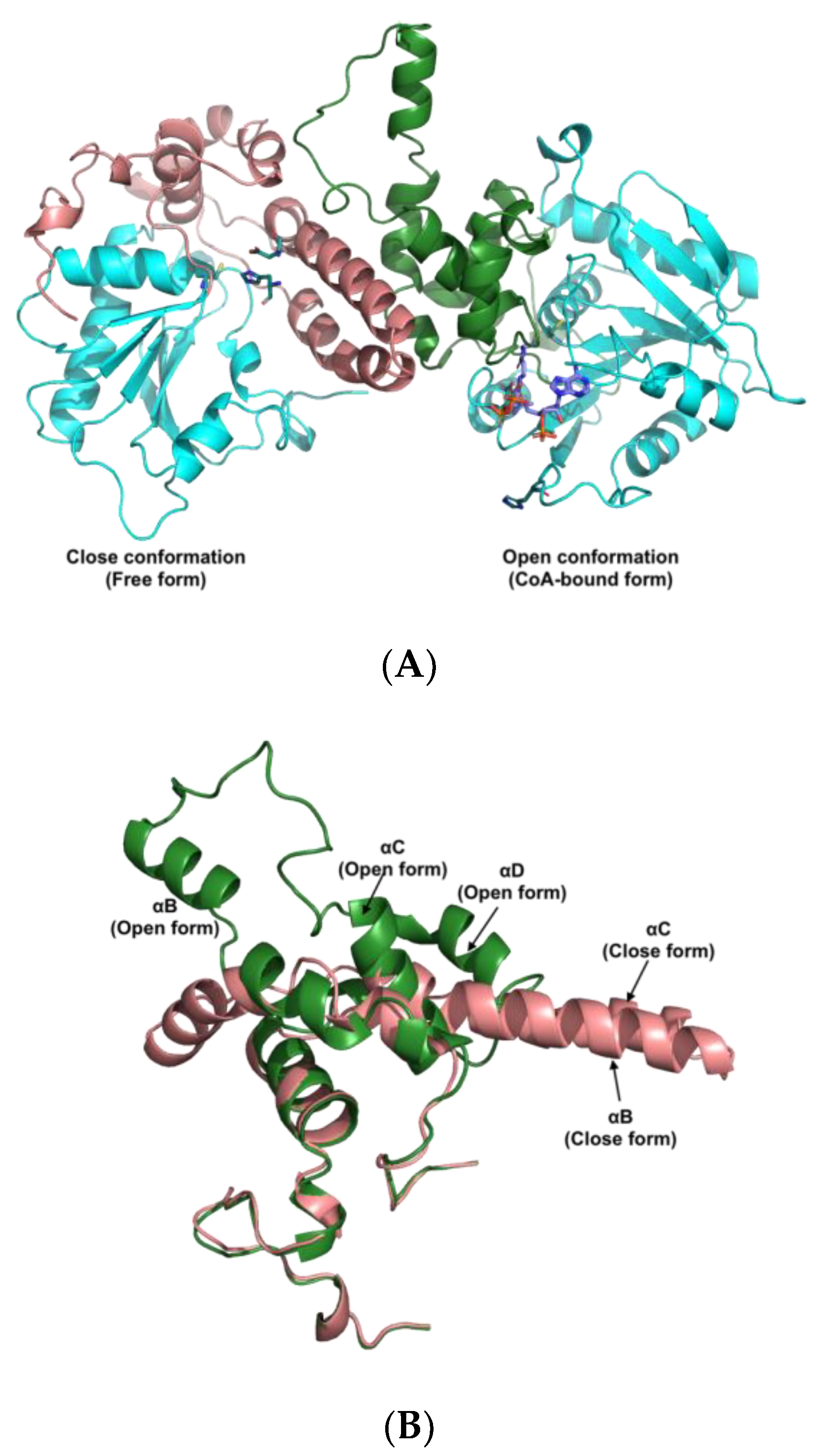 Characterization and Homology Modeling of Catalytically Active ...
