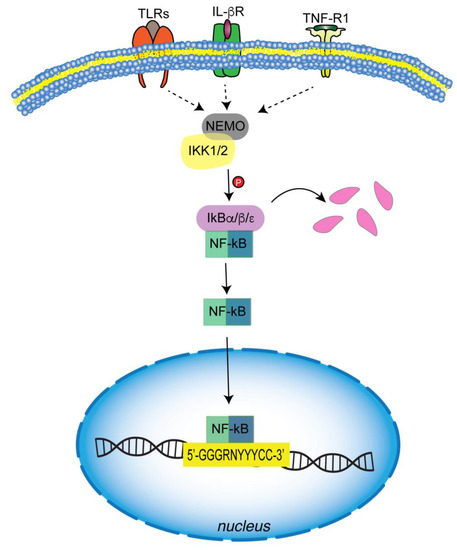 Biology | Free Full-Text | New Insights into NF-κB Signaling in Innate ...