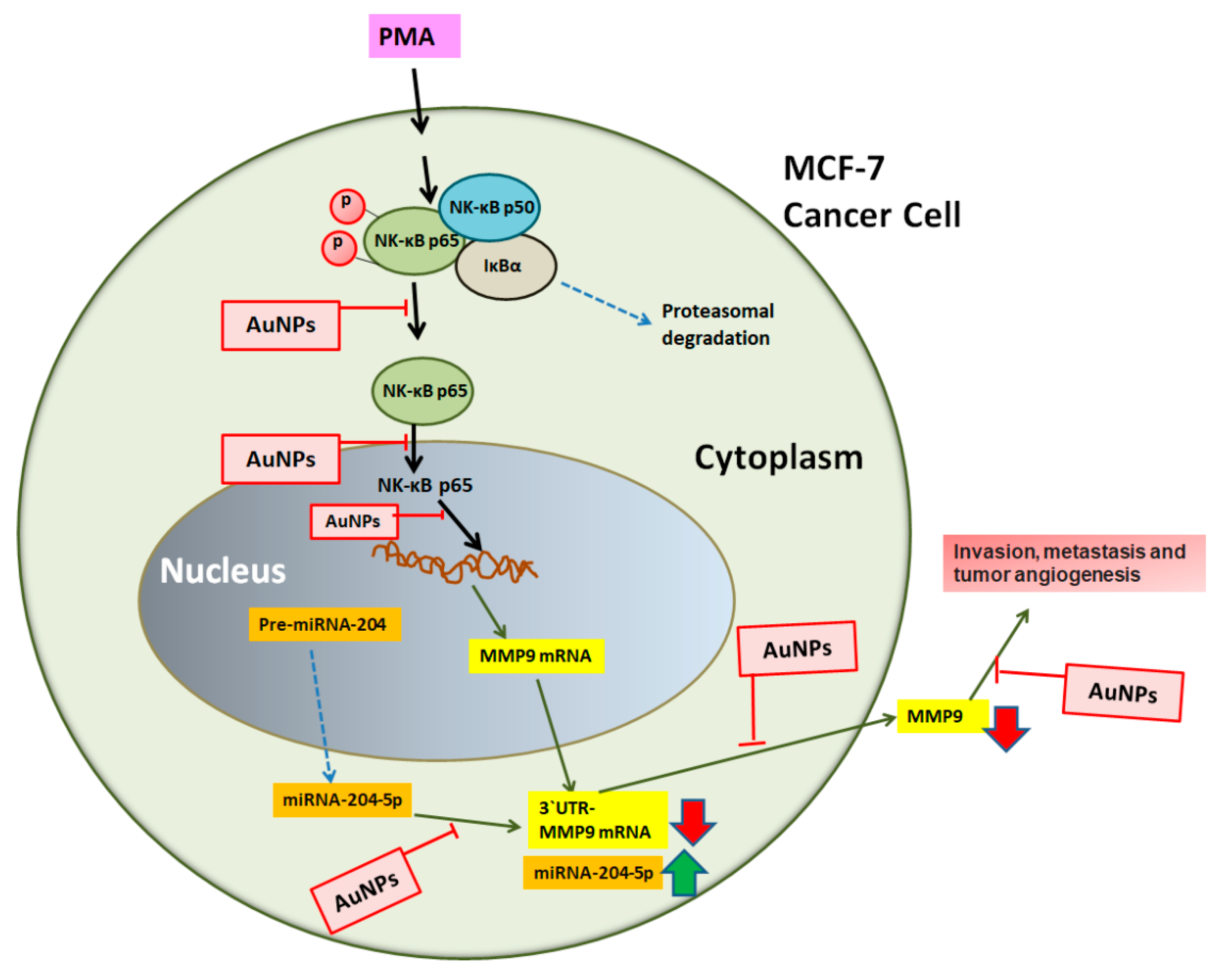 Gold Nanoparticles Inhibit PMA-Induced MMP-9 Expression via microRNA ...