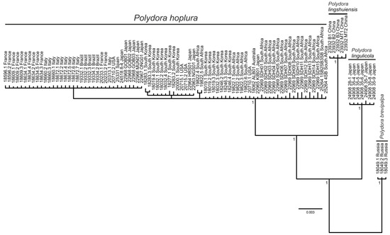 Biology | Free Full-Text | Searching for a Home Port in a Polyvectic ...