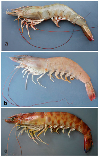 Notes on the Spreading of Penaeus aztecus Ives 1891 (Decapoda ...