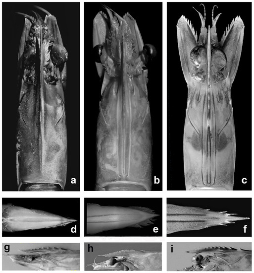 Notes on the Spreading of Penaeus aztecus Ives 1891 (Decapoda ...