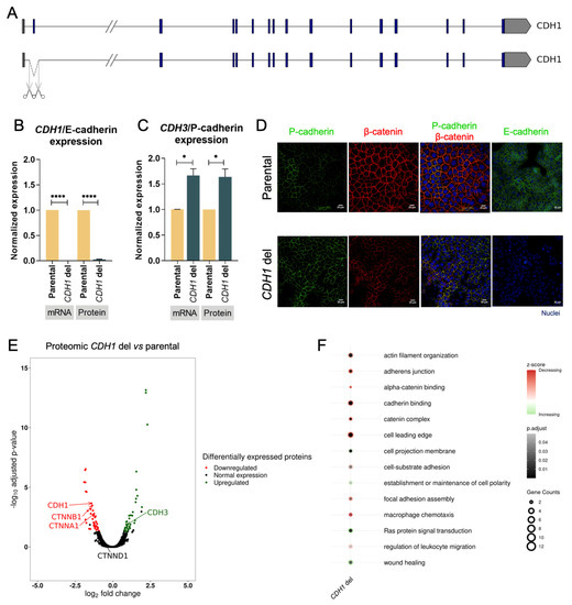 3D Chromatin Architecture Re-Wiring at the CDH3/CDH1 Loci Contributes ...