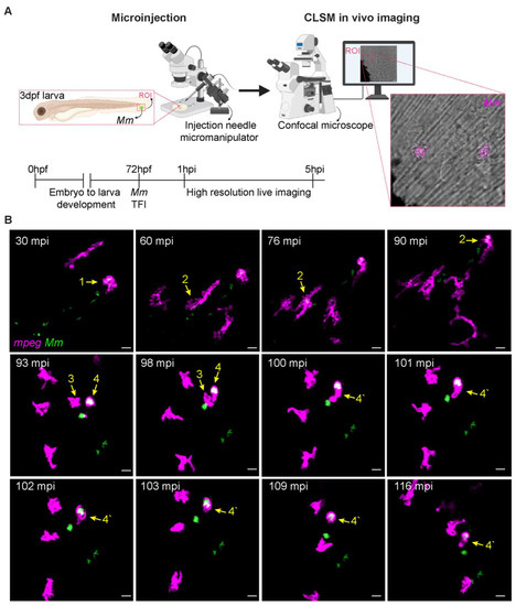 Using Zebrafish to Dissect the Interaction of Mycobacteria with the ...
