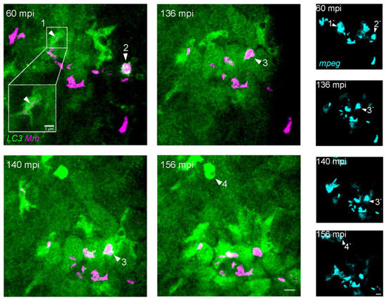 Using Zebrafish to Dissect the Interaction of Mycobacteria with the ...
