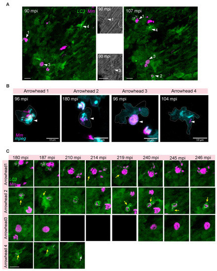 Using Zebrafish to Dissect the Interaction of Mycobacteria with the ...