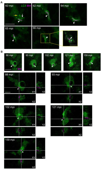 Using Zebrafish to Dissect the Interaction of Mycobacteria with the ...