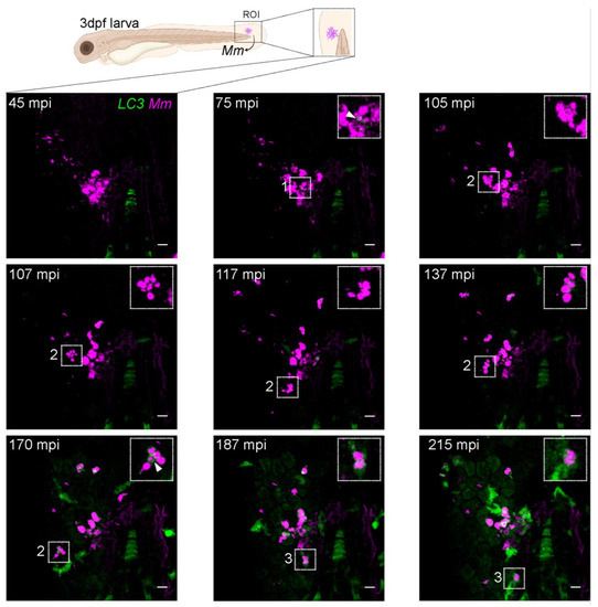 Using Zebrafish to Dissect the Interaction of Mycobacteria with the ...