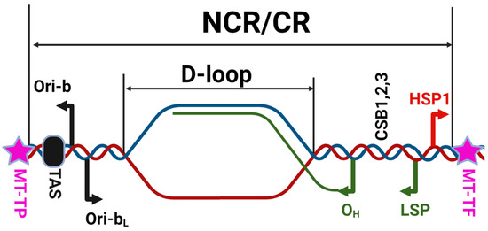 35 Years of TFAM Research: Old Protein, New Puzzles