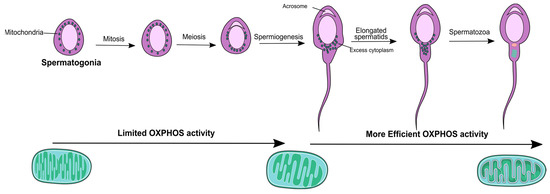 Mitochondria Quality Control and Male Fertility
