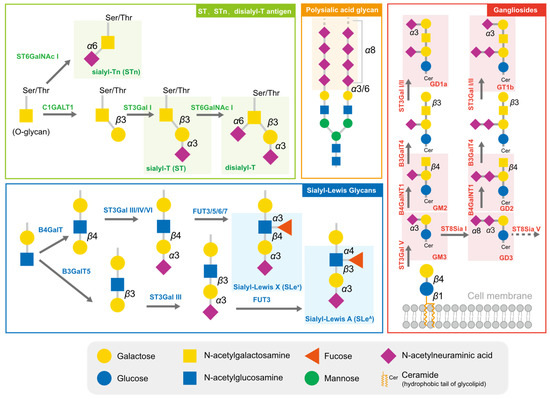 Sialylation: A Cloak for Tumors to Trick the Immune System in the ...