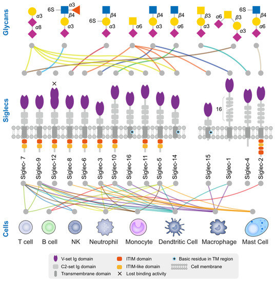 Sialylation: A Cloak for Tumors to Trick the Immune System in the ...