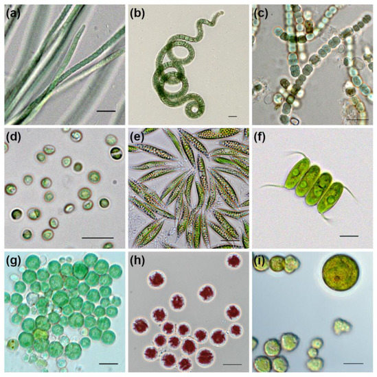 Plants, Cells, Algae, and Cyanobacteria In Vitro and Cryobank ...