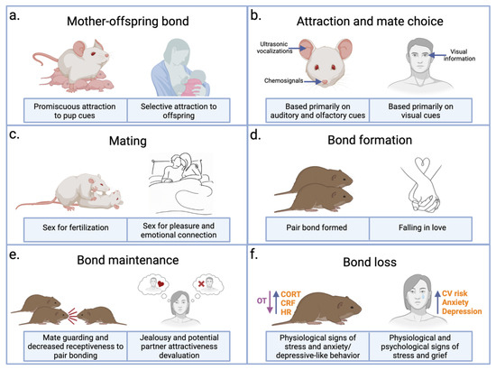 The Neurobiology of Love and Pair Bonding from Human and Animal ...
