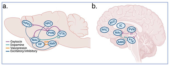 The Neurobiology of Love and Pair Bonding from Human and Animal ...