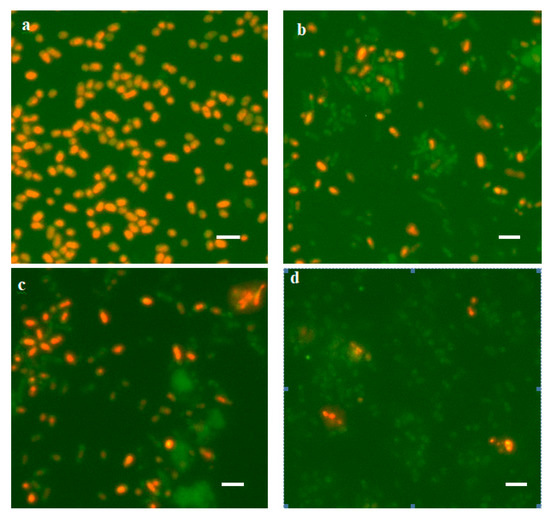 DNA-Binding Protein Dps Protects Escherichia coli Cells against ...