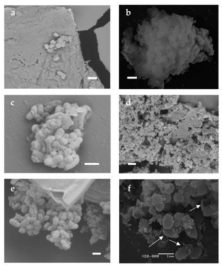 DNA-Binding Protein Dps Protects Escherichia coli Cells against ...