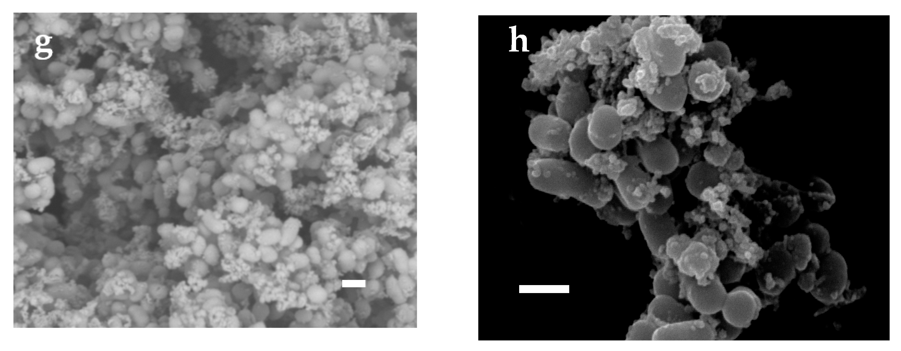 DNA-Binding Protein Dps Protects Escherichia coli Cells against ...