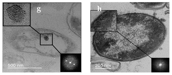 DNA-Binding Protein Dps Protects Escherichia coli Cells against ...
