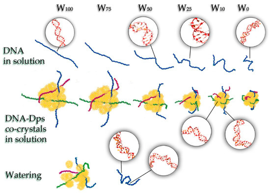 DNA-Binding Protein Dps Protects Escherichia coli Cells against Multiple Stresses during Desiccation