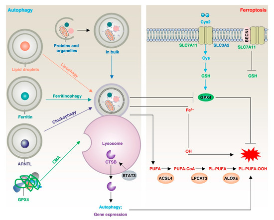 The ACSL4 Network Regulates Cell Death and Autophagy in Diseases