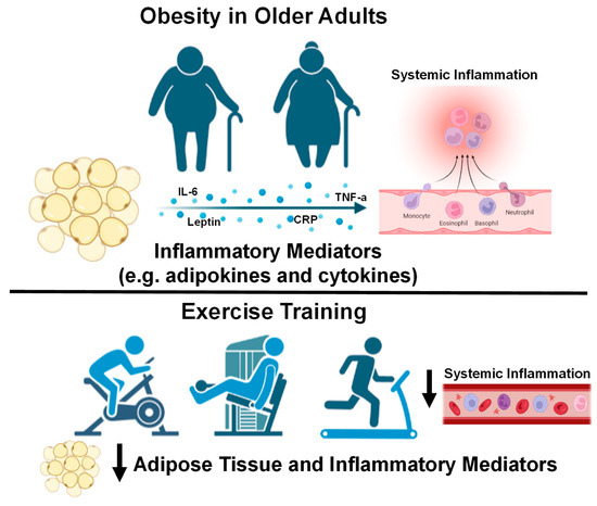 The Effects of Obesity on the Inflammatory, Cardiovascular, and ...