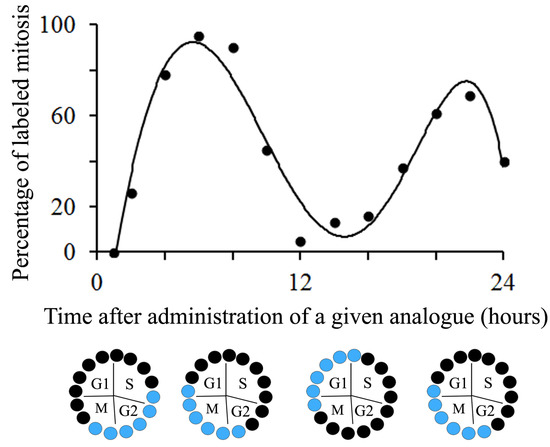 Methods for Inferring Cell Cycle Parameters Using Thymidine Analogues