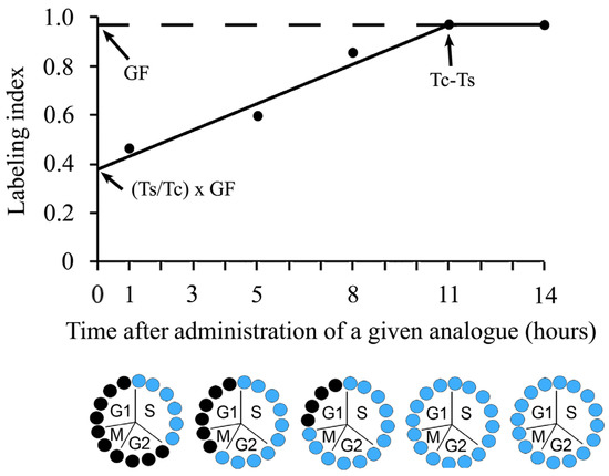 Methods for Inferring Cell Cycle Parameters Using Thymidine Analogues