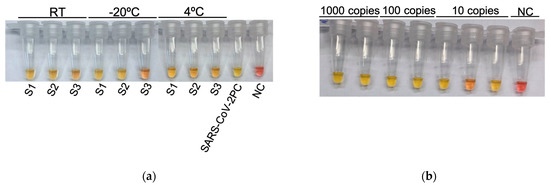 Sample Treatment with Trypsin for RT-LAMP COVID-19 Diagnosis