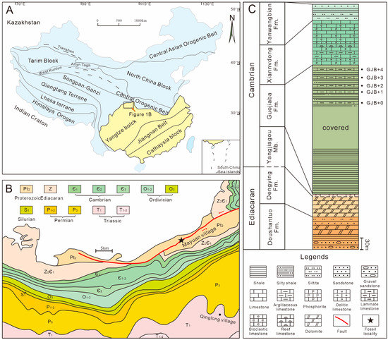 First Report of Small Skeletal Fossils from the Upper Guojiaba ...