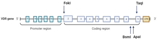 VDR Gene Single Nucleotide Polymorphisms and Autoimmunity: A Narrative ...
