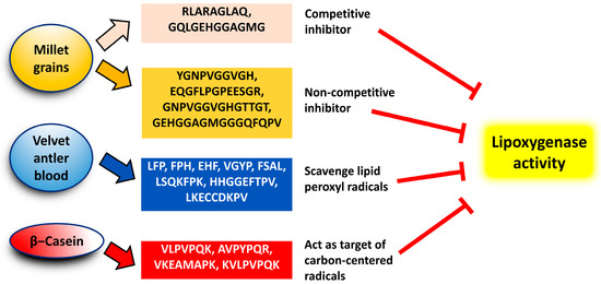 Bioactive Peptides and Protein Hydrolysates as Lipoxygenase Inhibitors