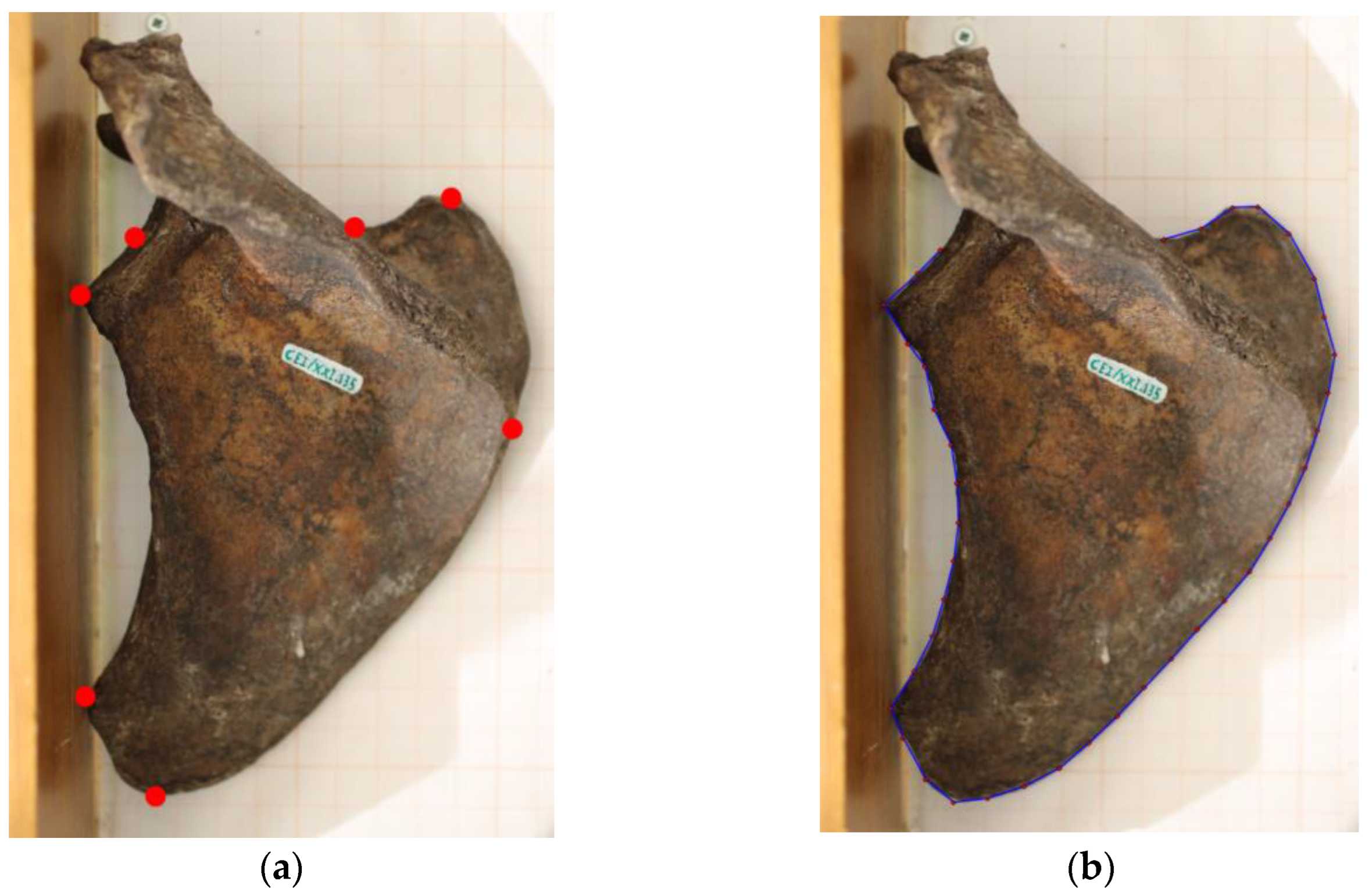 Secular Trends in the Size and Shape of the Scapula among the ...
