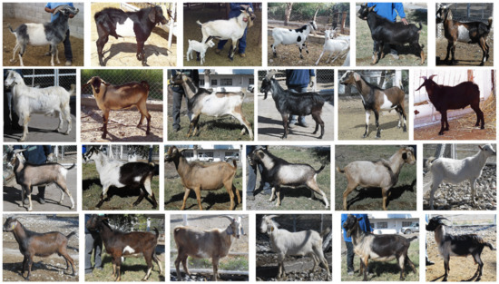 Biology | Free Full-Text | Coat Color in Local Goats: Influence on ...