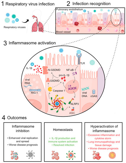 Breaking Bad: Inflammasome Activation by Respiratory Viruses
