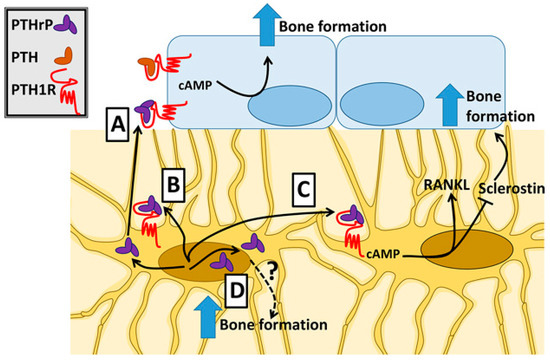 Parathyroid Hormone Related Protein (PTHrP)-Associated Molecular ...