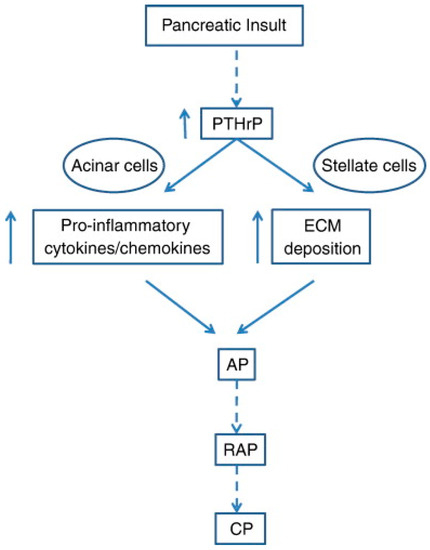 Parathyroid Hormone Related Protein (PTHrP)-Associated Molecular ...