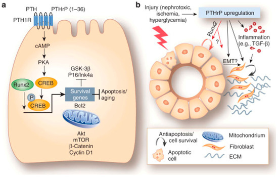 Parathyroid Hormone Related Protein (PTHrP)-Associated Molecular ...