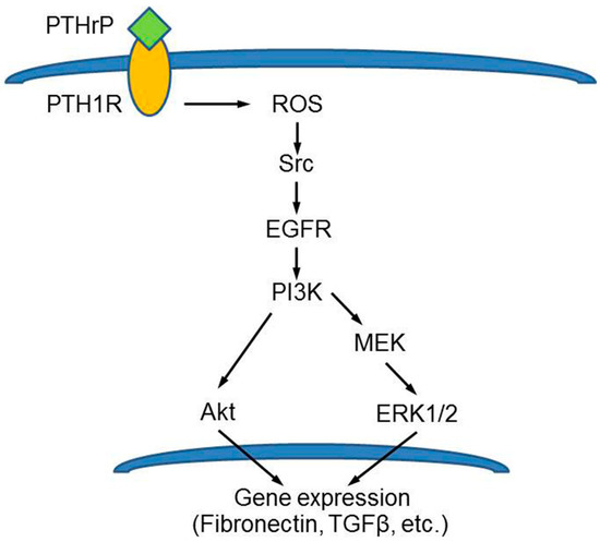 Parathyroid Hormone Related Protein (PTHrP)-Associated Molecular ...