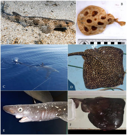 Biology | Free Full-Text | Updated Checklist of Chondrichthyan Species ...