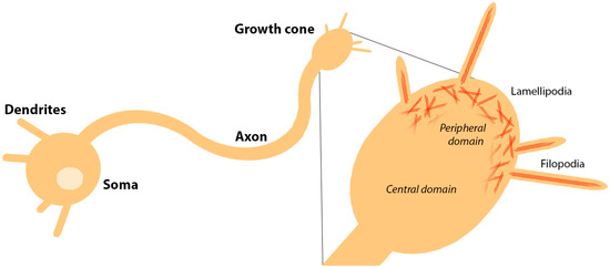 Clutching at Guidance Cues: The Integrin–FAK Axis Steers Axon Outgrowth